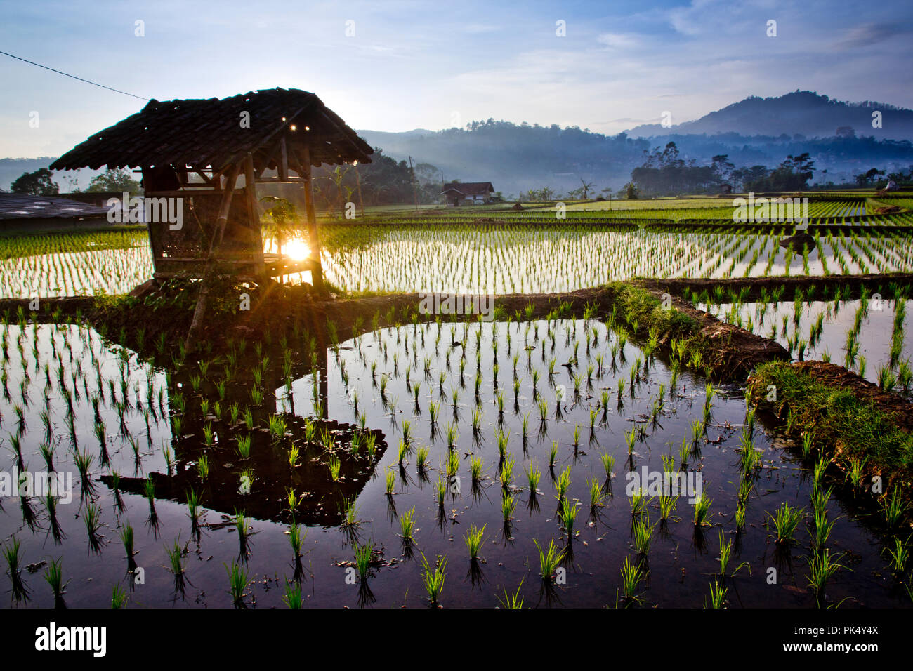 Rice fields landscape in the morning Indonesia Stock Photo - Alamy