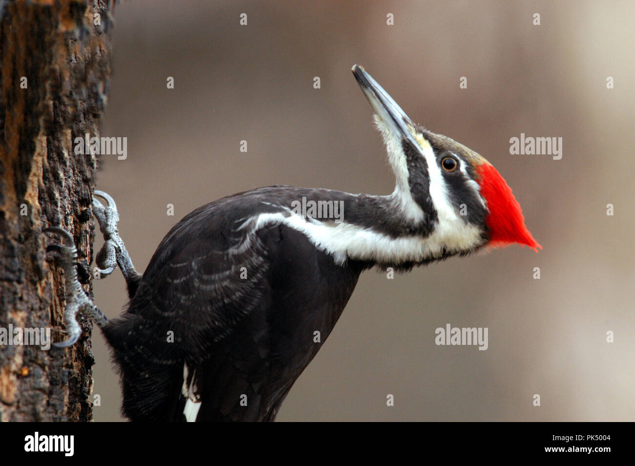 Birds3 012603 -- Pileated Woodpecker Stock Photo - Alamy