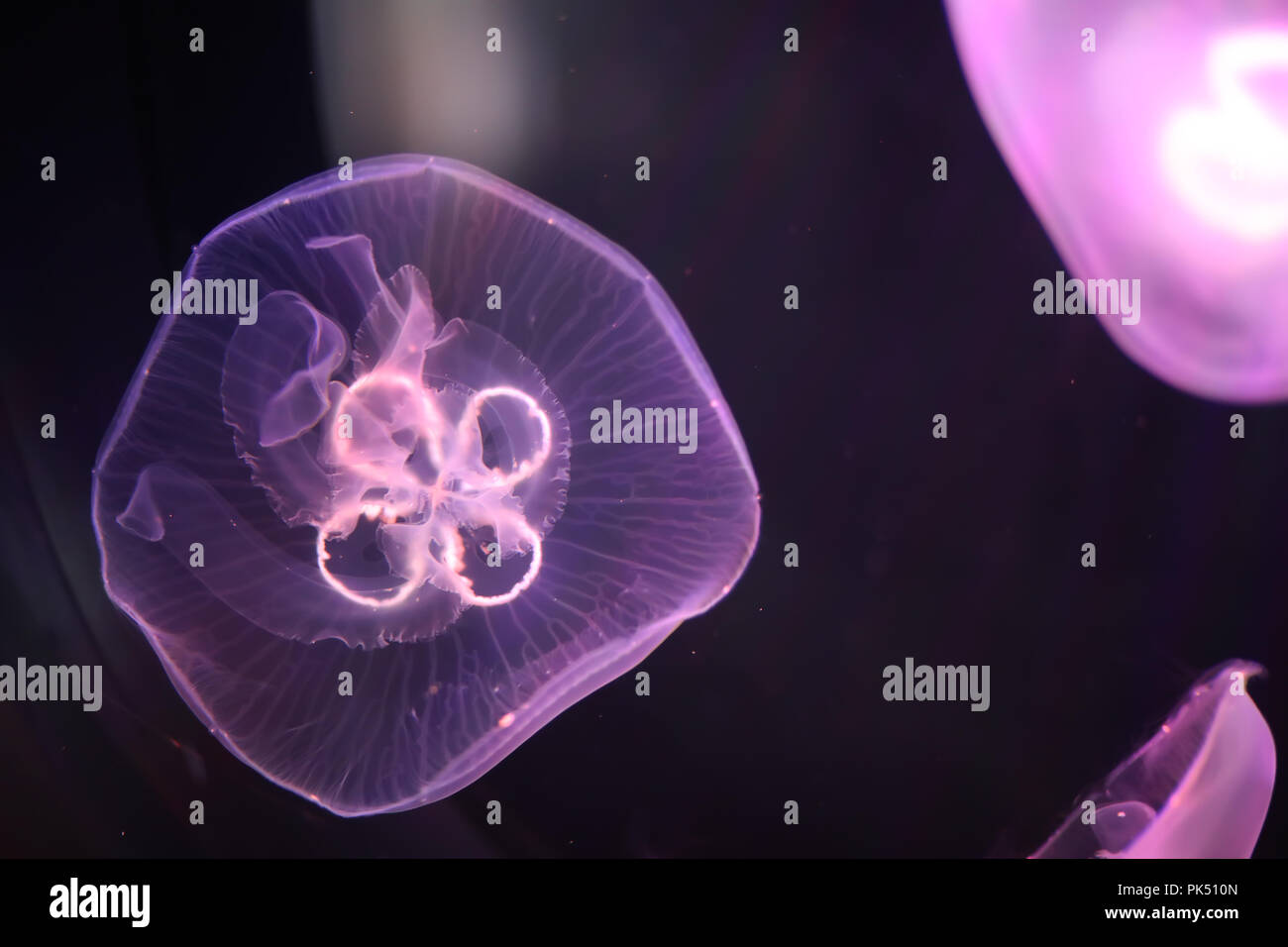 Multicolored jellyfish swim under water Stock Photo - Alamy