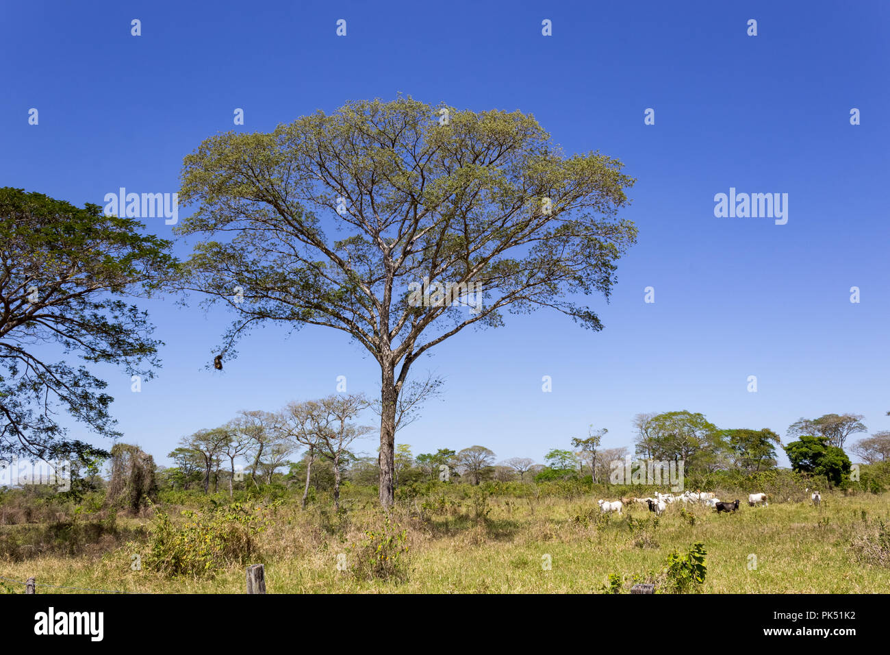 beautiful landscape in the center of venezuela Stock Photo - Alamy