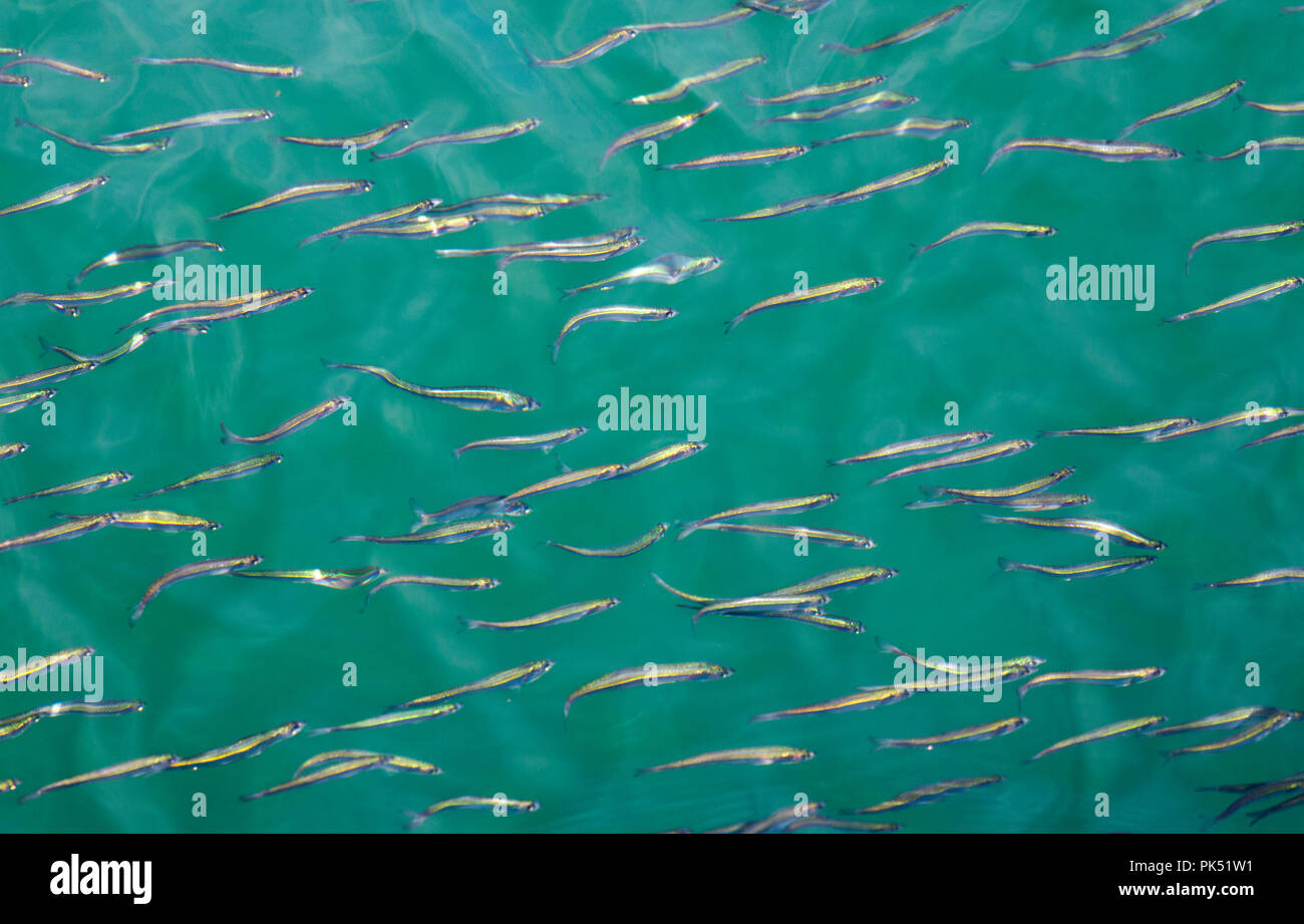 Fish school ball ocean hi-res stock photography and images - Alamy