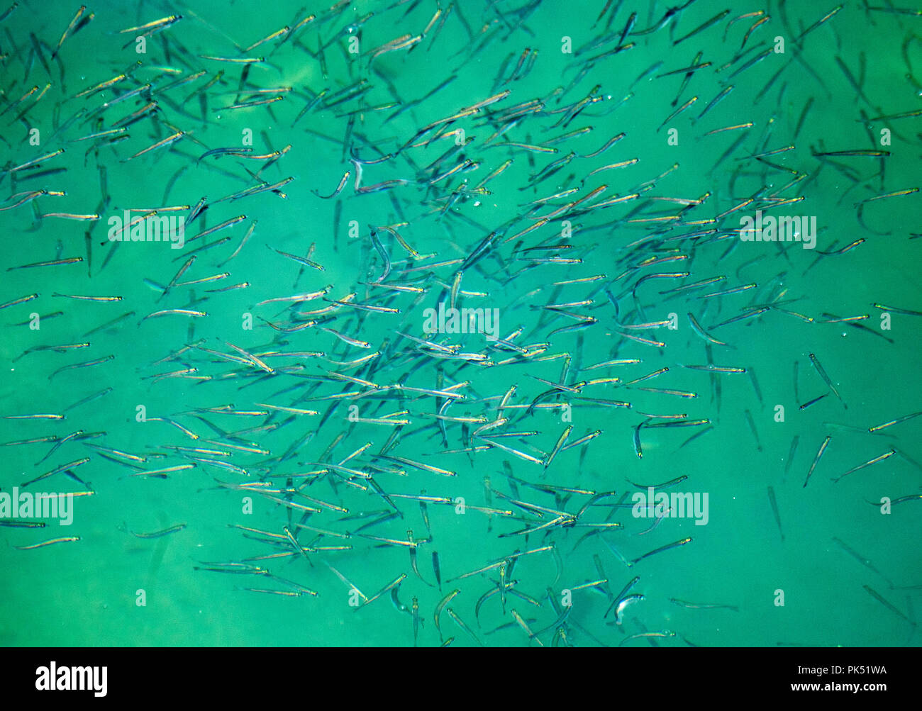 Fish school ball ocean hi-res stock photography and images - Alamy