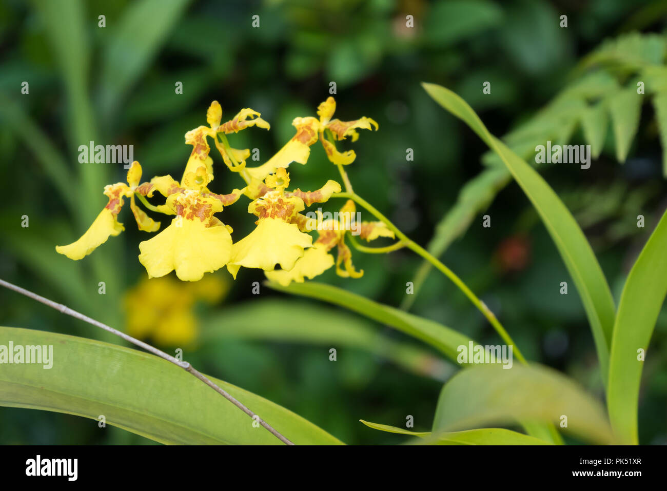 Closeup of the Dancing lady orchids in the garden Stock Photo - Alamy