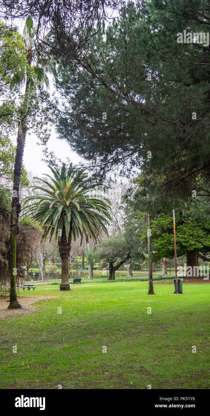 Pheonix canariensis, Canary Island date palm, tree in Hyde Park, Perth ...