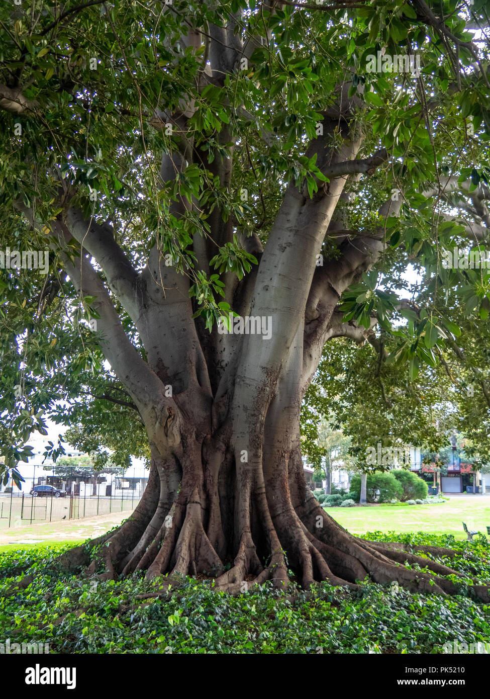 Ficus macrophylla or Moreton Bay fig tree Stock Photo - Alamy