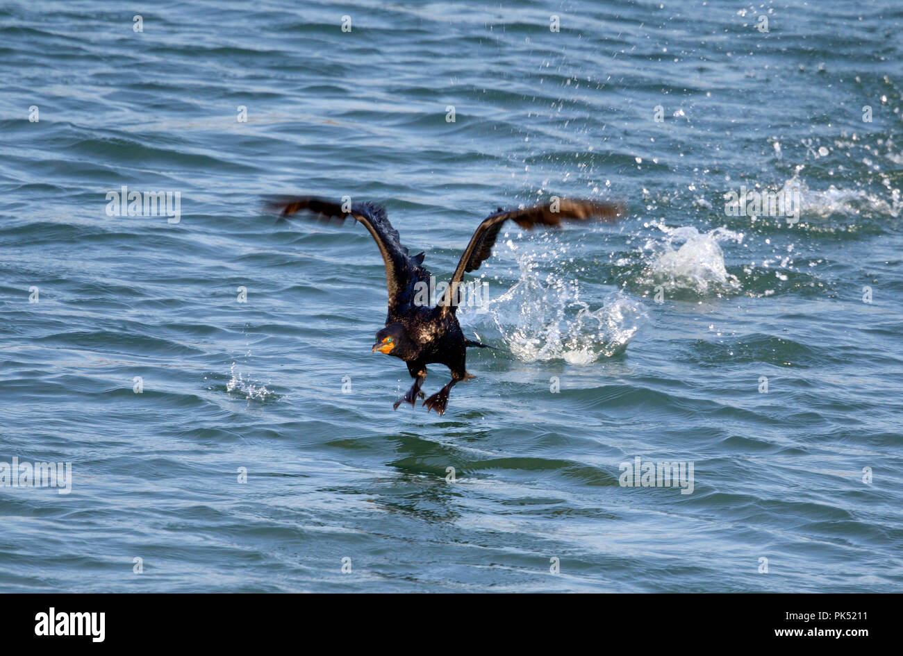 Double crested Cormorant Taking off from Ocean Stock Photo - Alamy