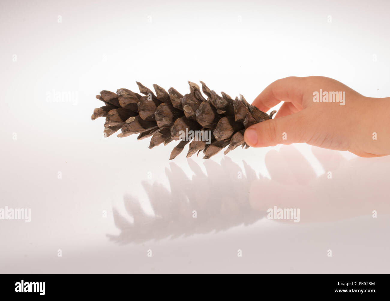 Pine cone in hand on a white background Stock Photo - Alamy