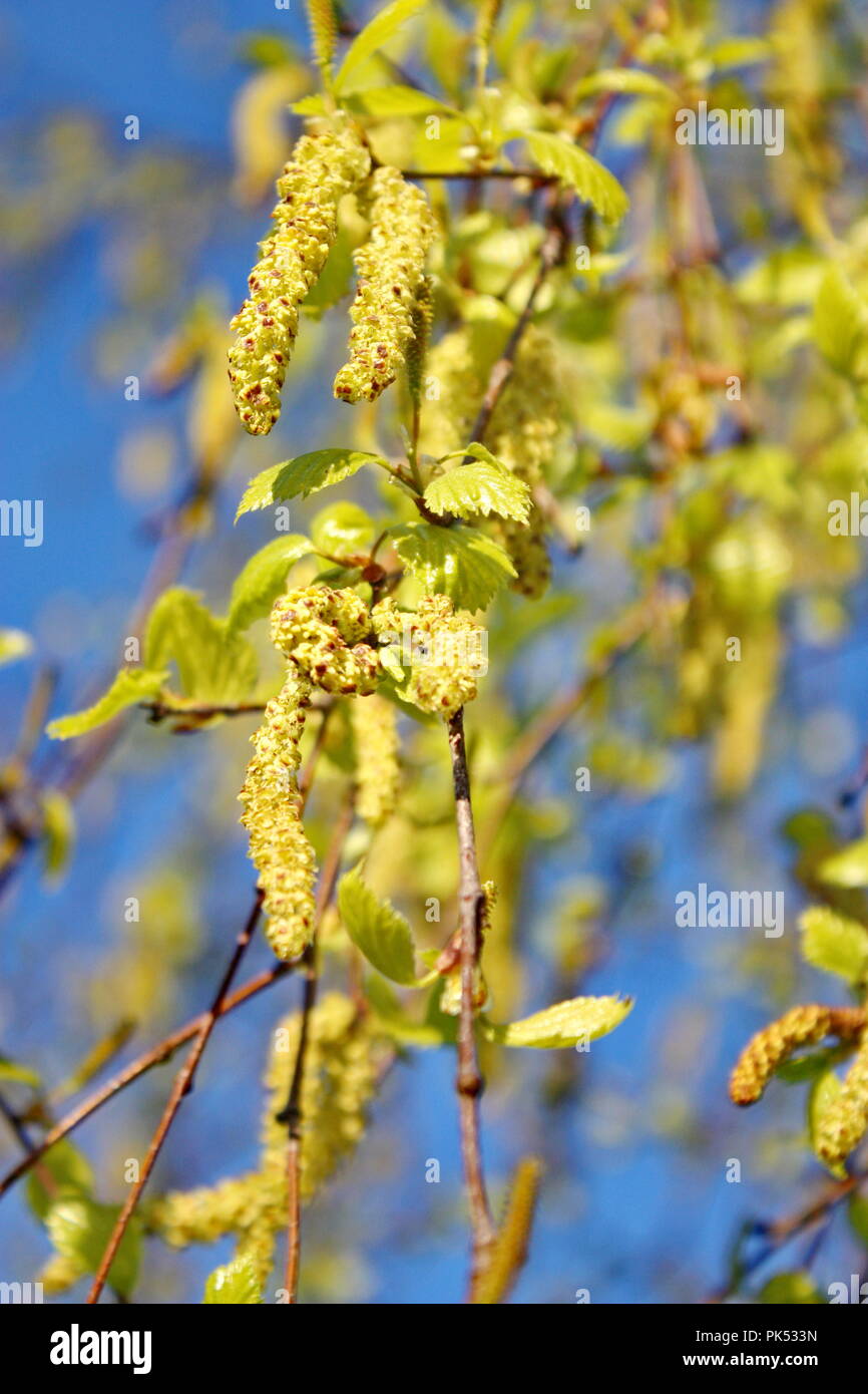 Birch seeds hi-res stock photography and images - Alamy