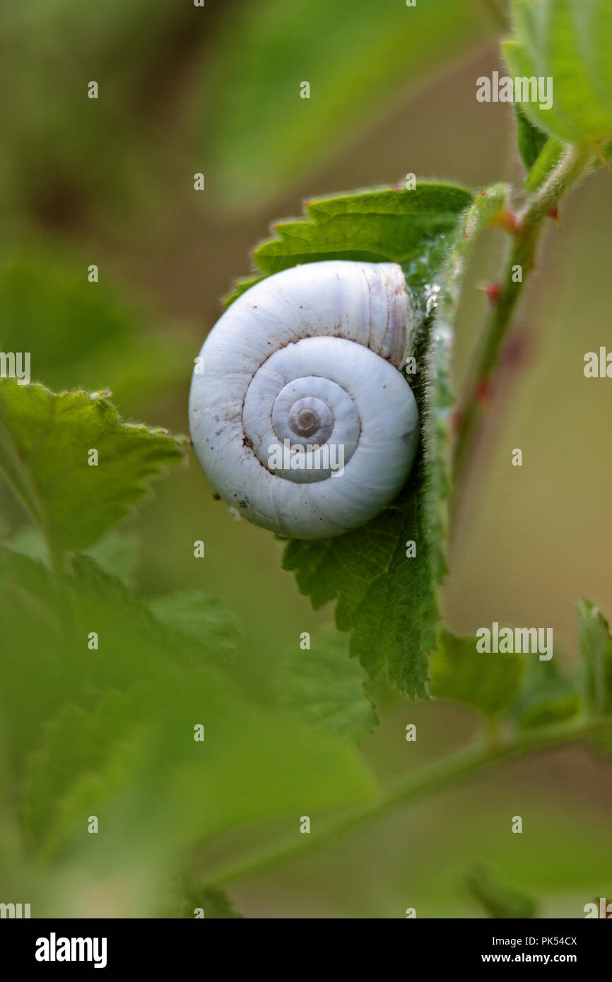 White slug on a leaf of green plant Stock Photo - Alamy