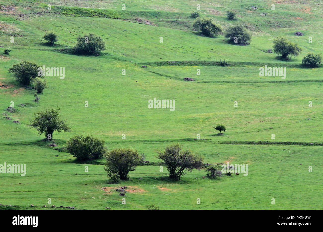 Bushes and small trees growing on a hill side Stock Photo - Alamy