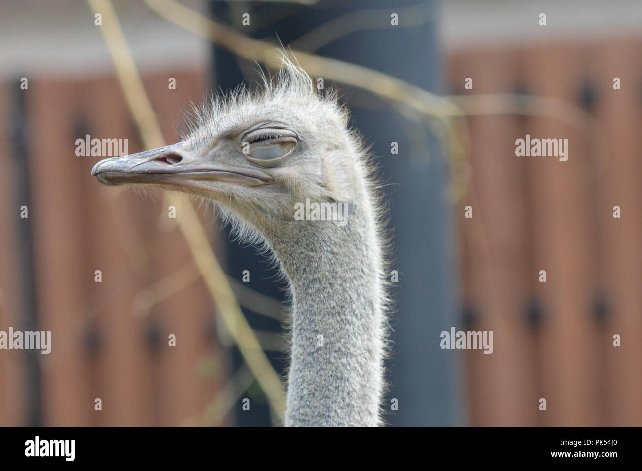 Ostrich in the outdoors Stock Photo - Alamy
