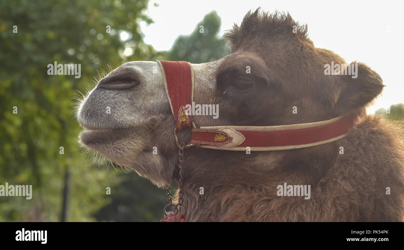 Portrait of a good camel.Profile view on forest background Stock Photo ...