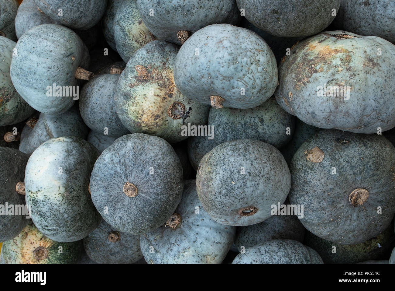 Blue pumpkins hi-res stock photography and images - Alamy