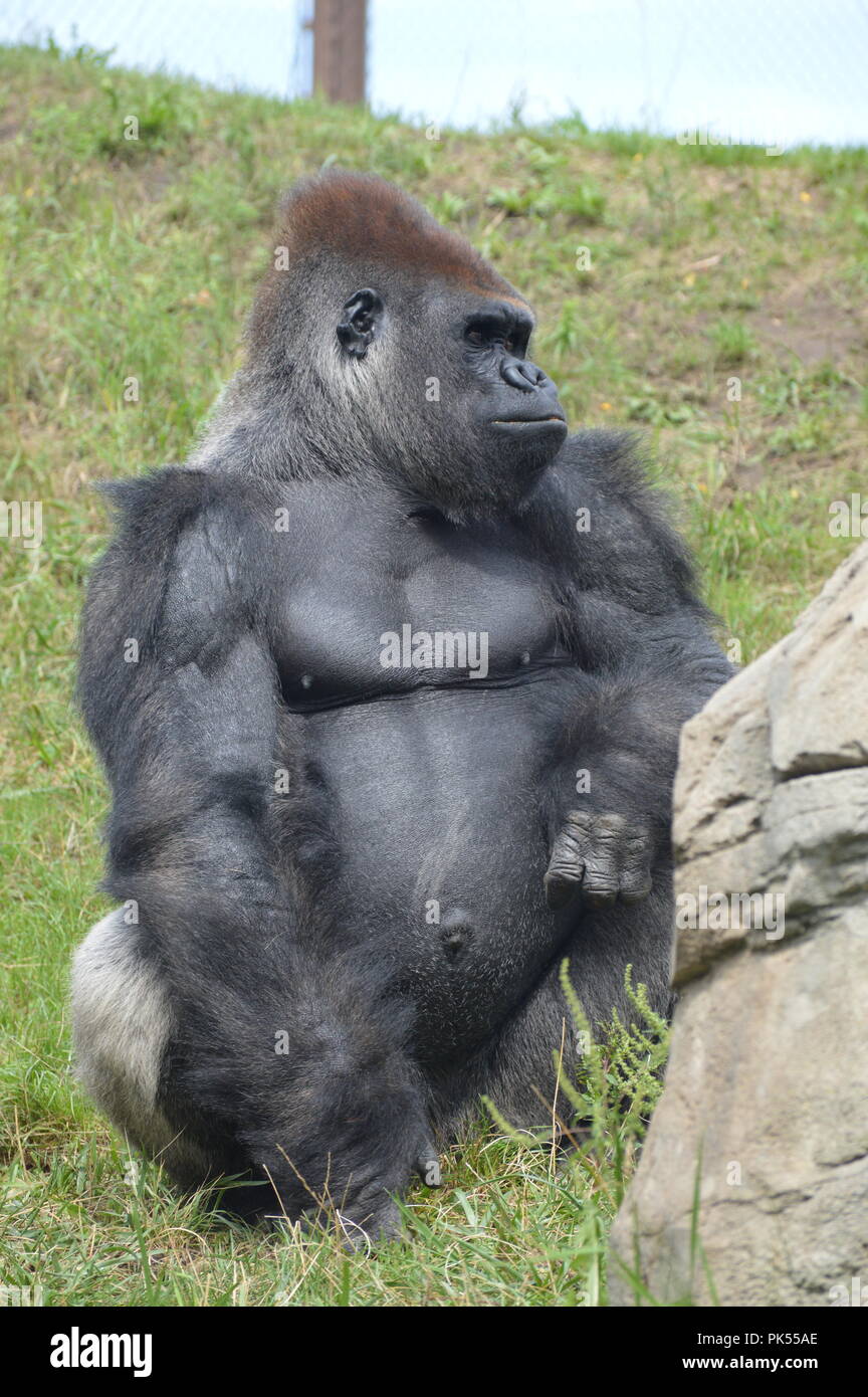Western lowland gorilla Stock Photo - Alamy