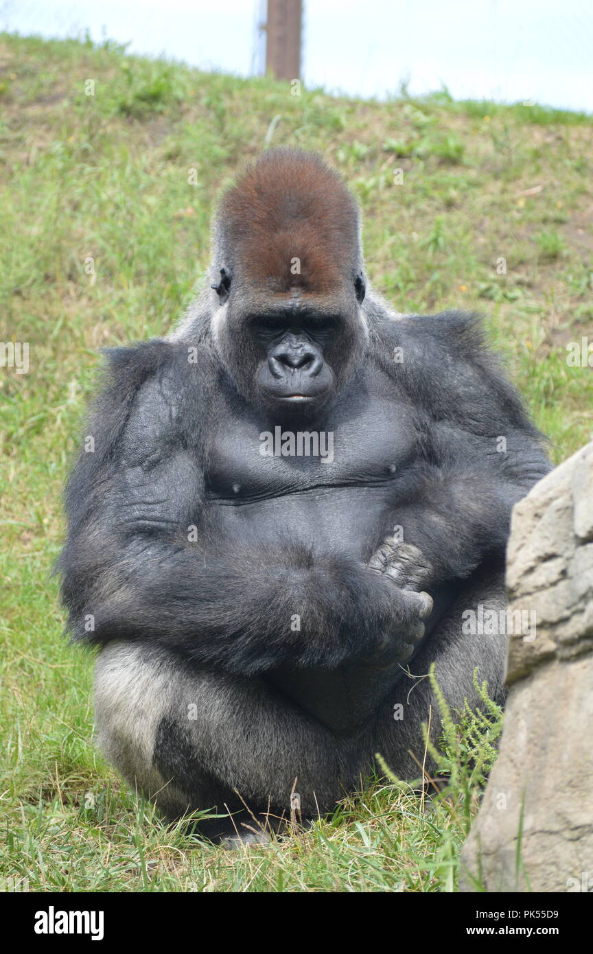 Western lowland gorilla Stock Photo - Alamy