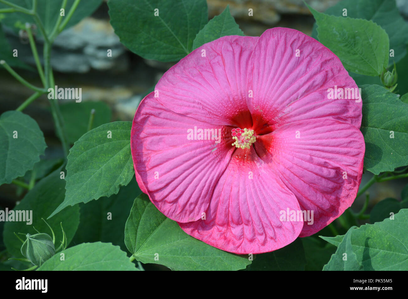 Hibiscus flower in the garden Stock Photo - Alamy