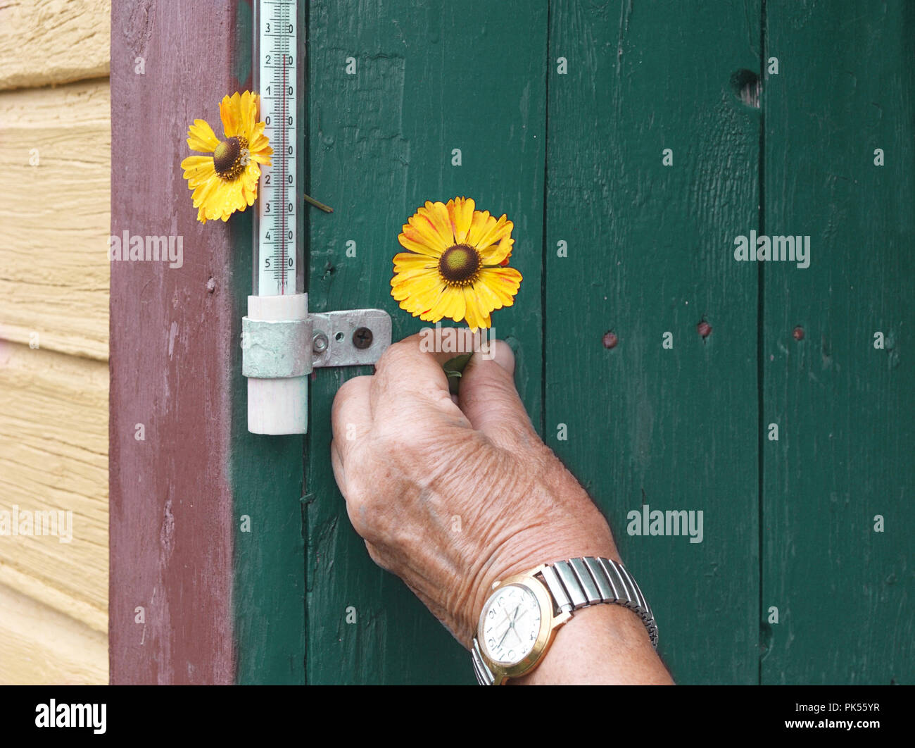 Closeup of a temperature gauge and female hand setting flower behind it ...