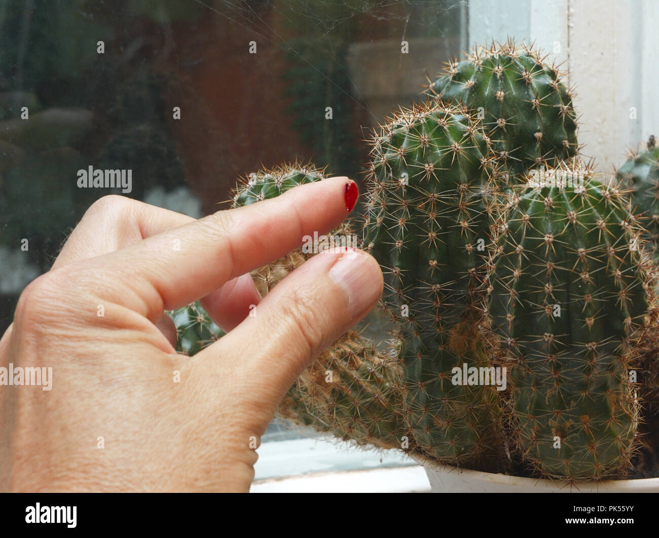 Cactus needles touch hi-res stock photography and images - Alamy