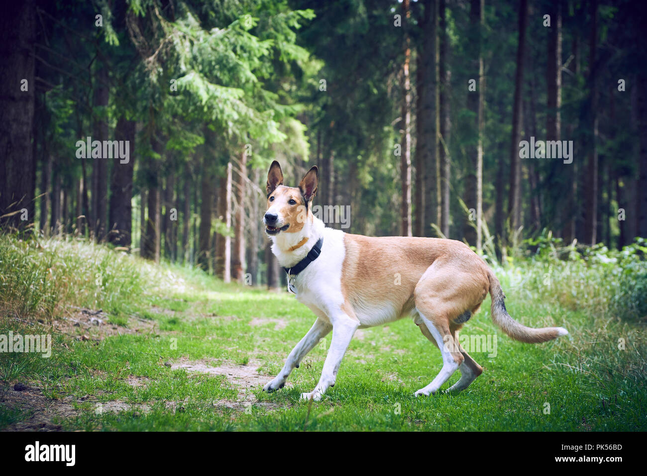 Short haired collie hi-res stock photography and images - Alamy