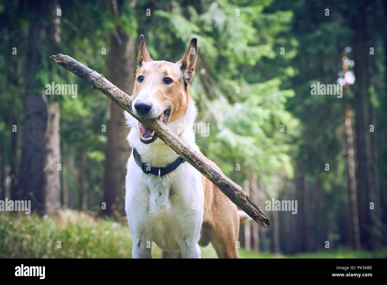 Smooth collie dog playing with stick in forest. Focused to snout Stock ...