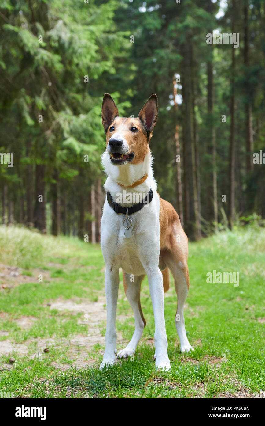 Smooth standing hi-res stock photography and images - Alamy