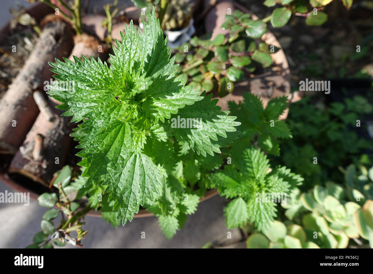 Stinging Nettle also known as Urtica dioica Stock Photo - Alamy