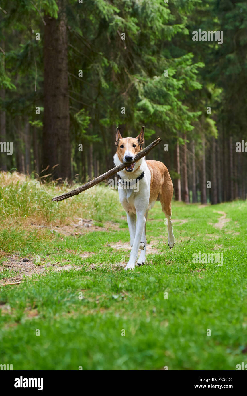 Smooth collie dog playing with stick in forest. Focused to snout Stock ...