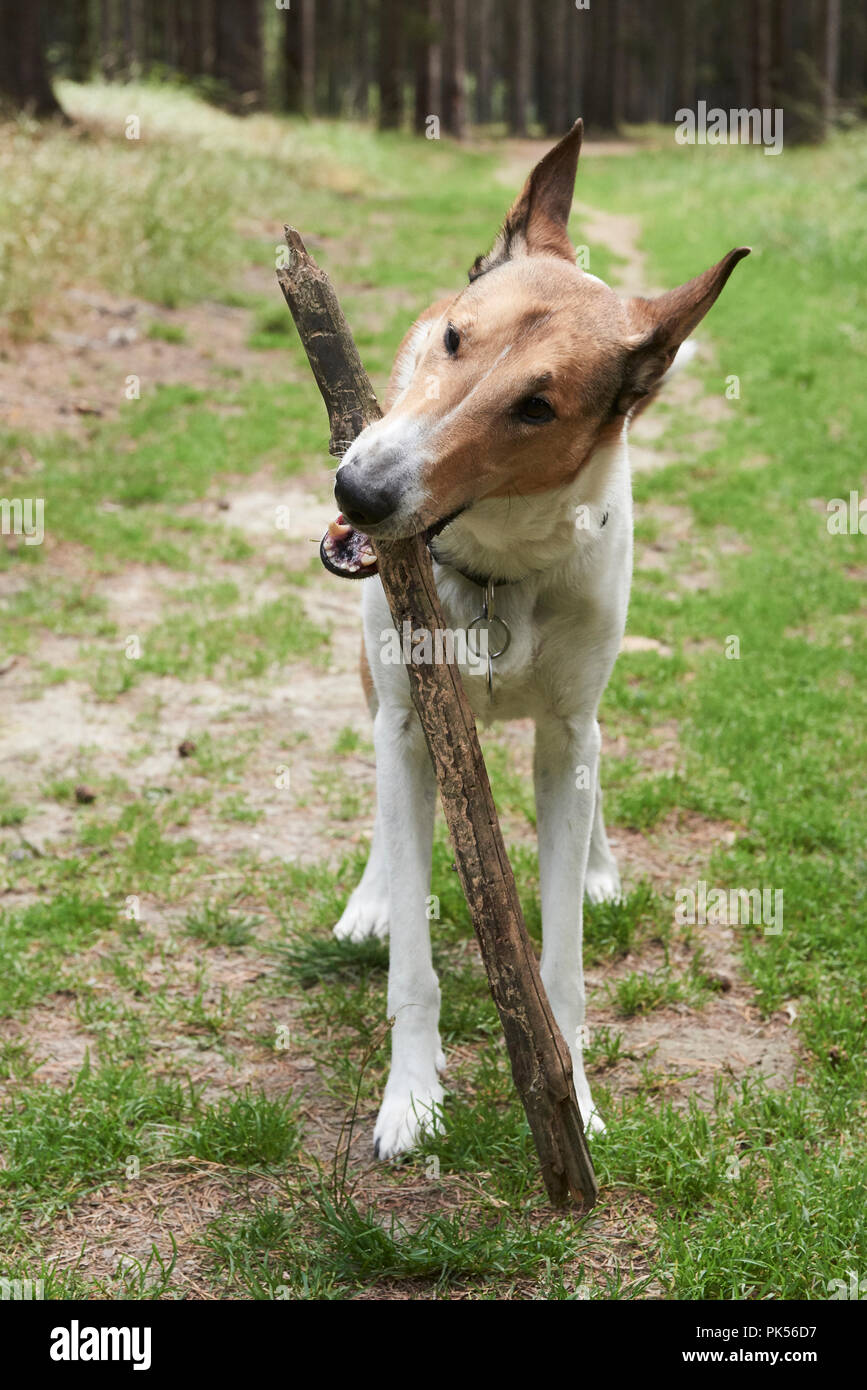 Smooth collie dog playing with stick in forest. Focused to snout Stock ...