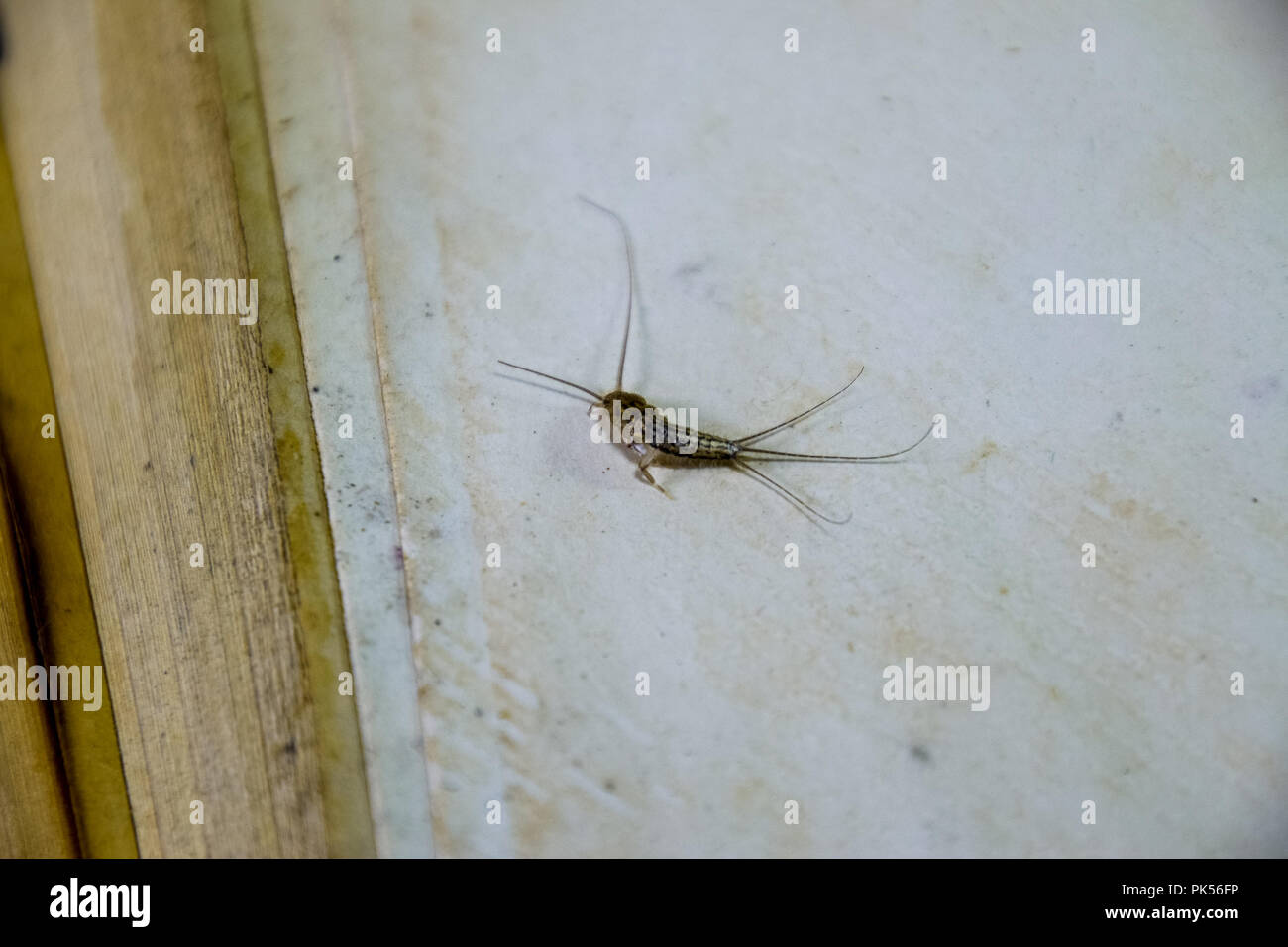 Pest books and newspapers. Insect feeding on paper - silverfish. Pest ...