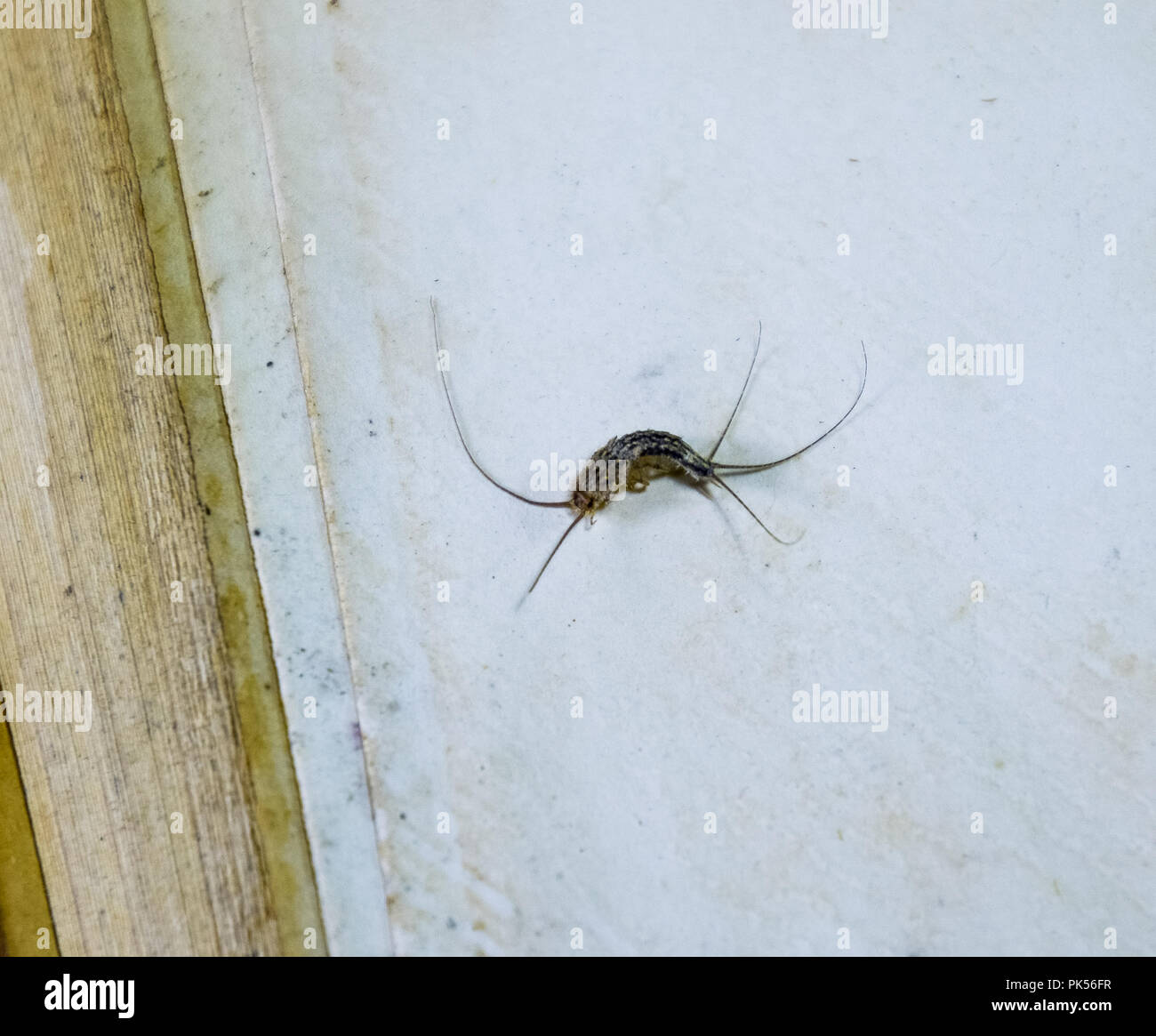 Pest books and newspapers. Insect feeding on paper - silverfish. Pest ...