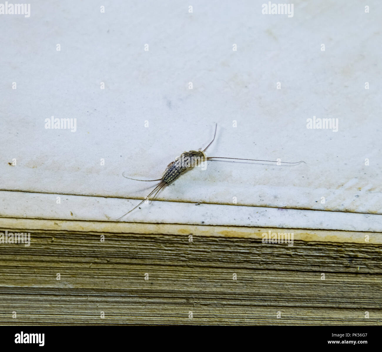 Pest books and newspapers. Insect feeding on paper - silverfish. Pest ...