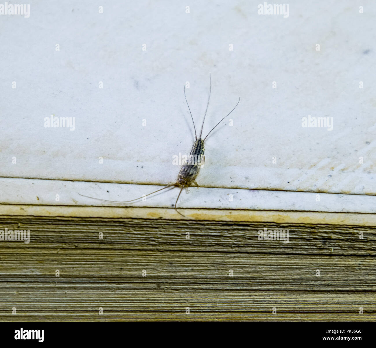 Pest books and newspapers. Insect feeding on paper - silverfish. Pest ...