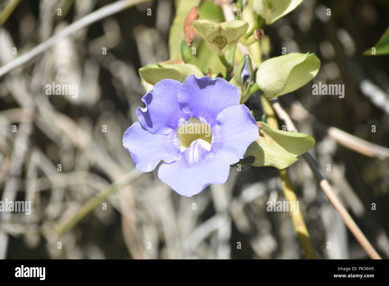Light blue petals on a pretty morning glory flower Stock Photo - Alamy