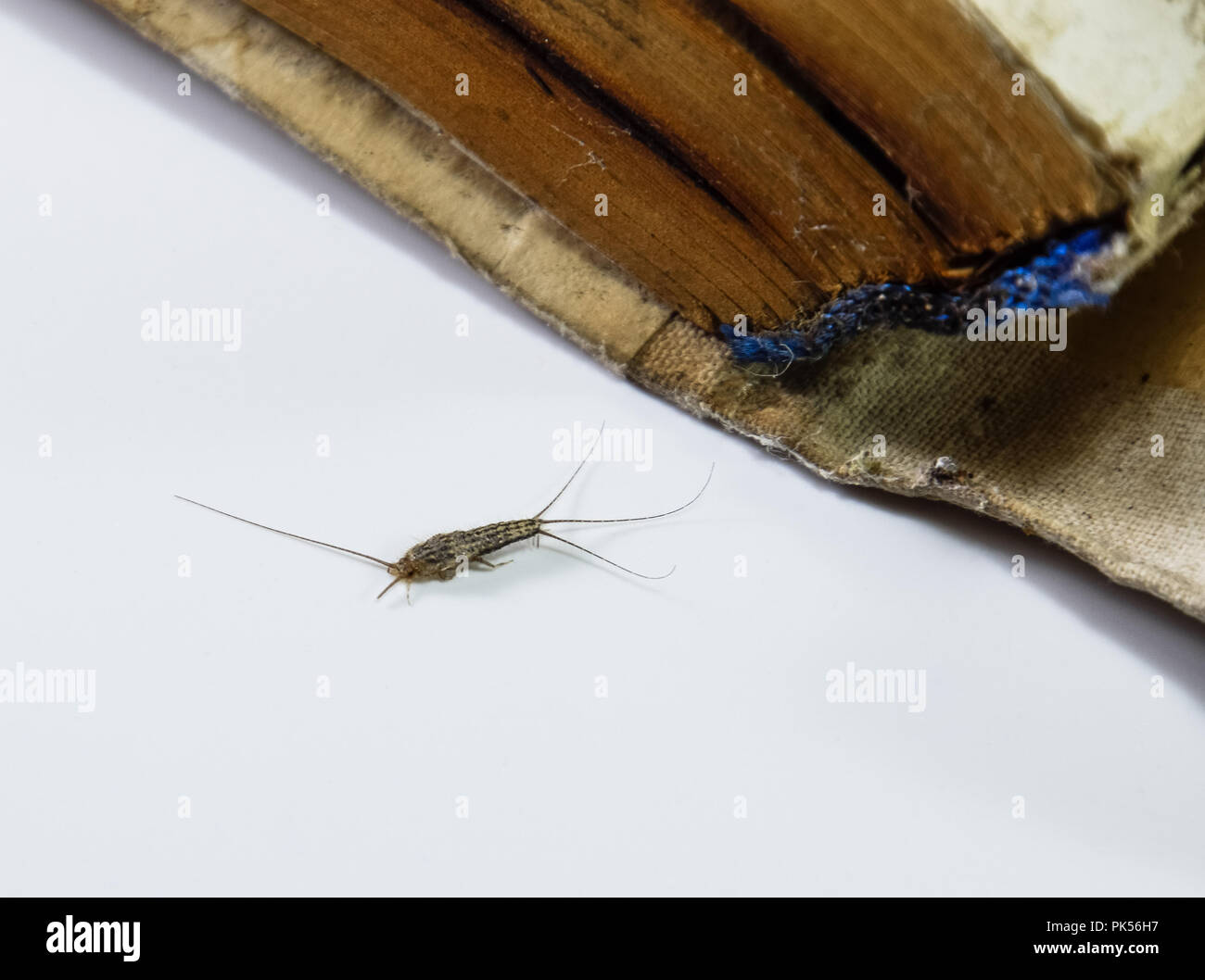 Pest books and newspapers. Insect feeding on paper - silverfish. Pest ...