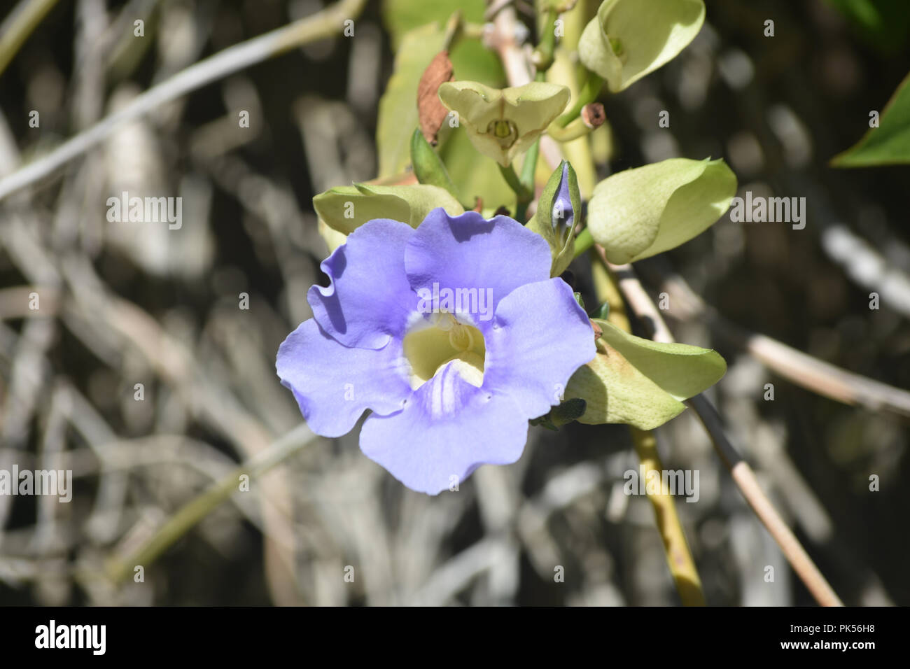Close up photo of a morning glory flower that you can see inside the ...