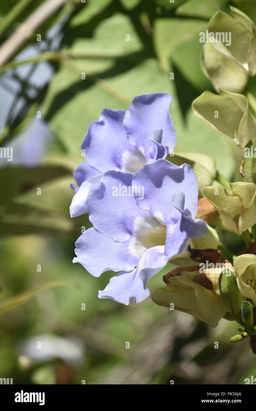 Glorys High Resolution Stock Photography and Images - Alamy