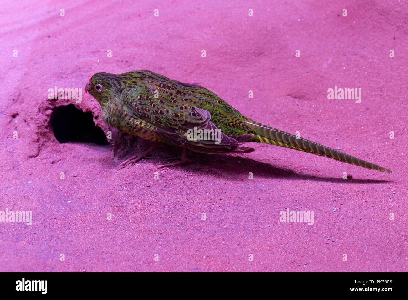 Ground dwelling hi-res stock photography and images - Alamy