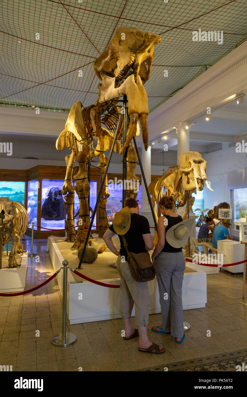 Visitors in front of the deinotherium giganteum fossil on display ...