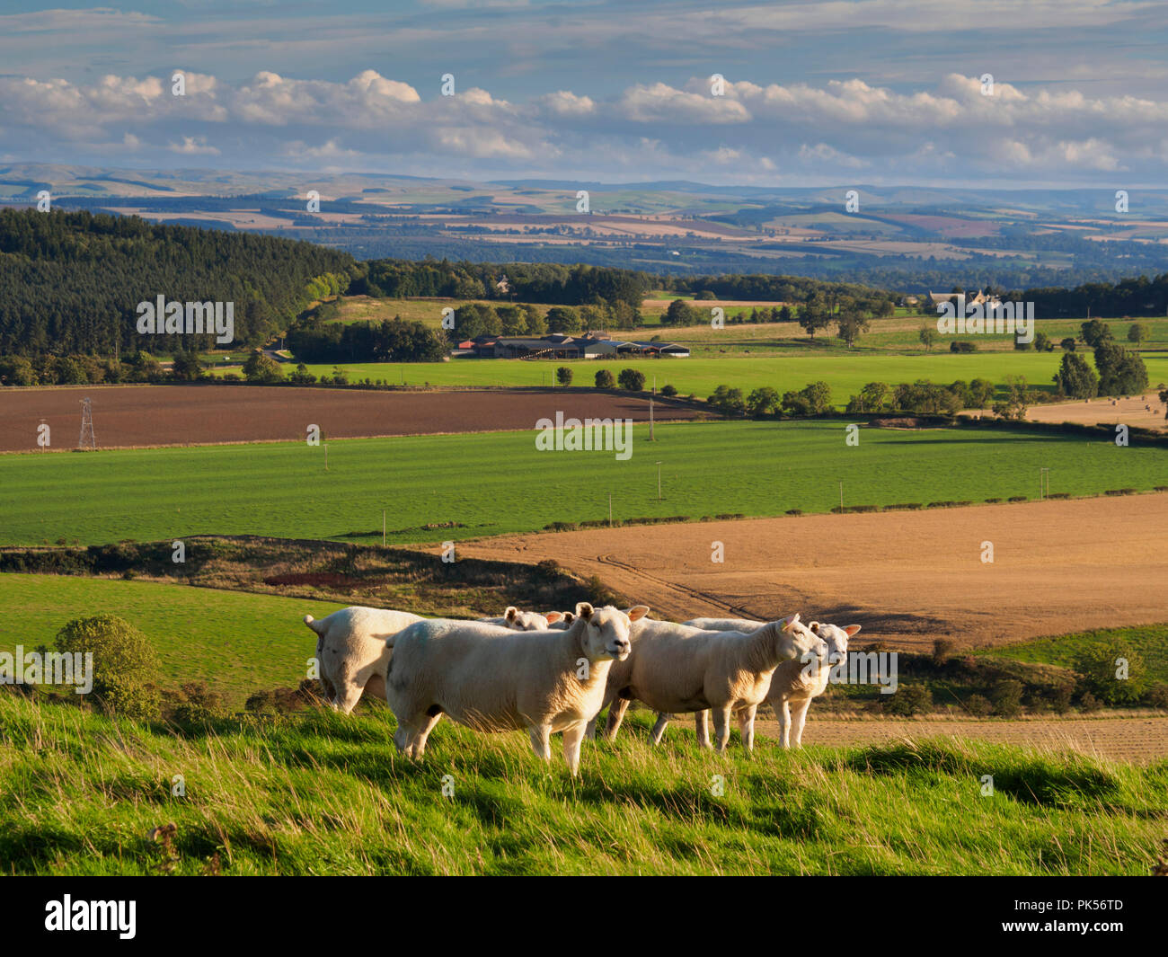 Hoggett hi-res stock photography and images - Alamy