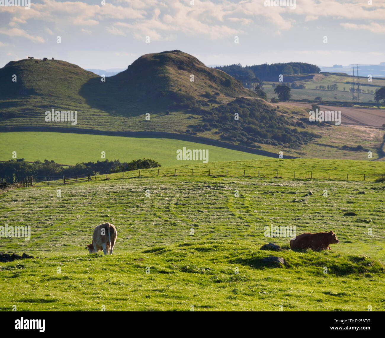 Cattle grazing on the knowes near Hume Castle in Berwickshire, Scottish ...