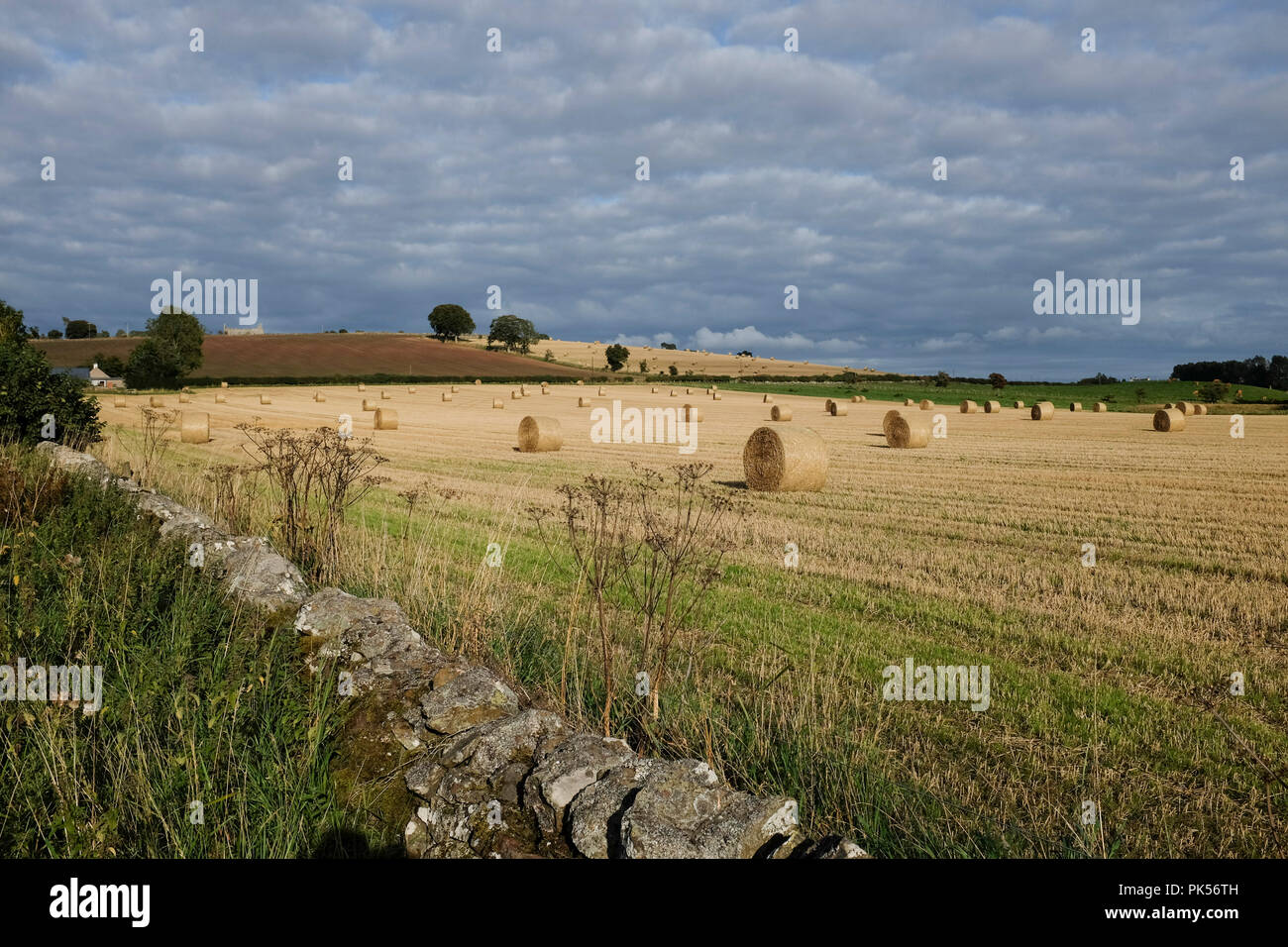 Farming land at Hume, Berwickshire, Scottish Borders UK. Straw bales ...