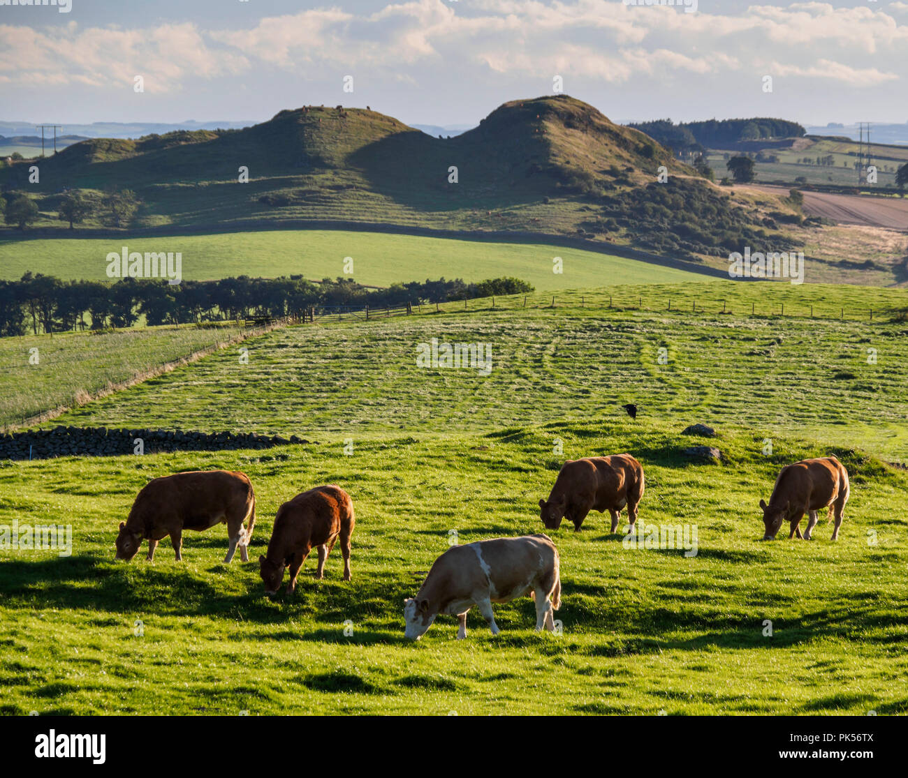 Cattle grazing near Hume in the Scottish Borders Stock Photo - Alamy