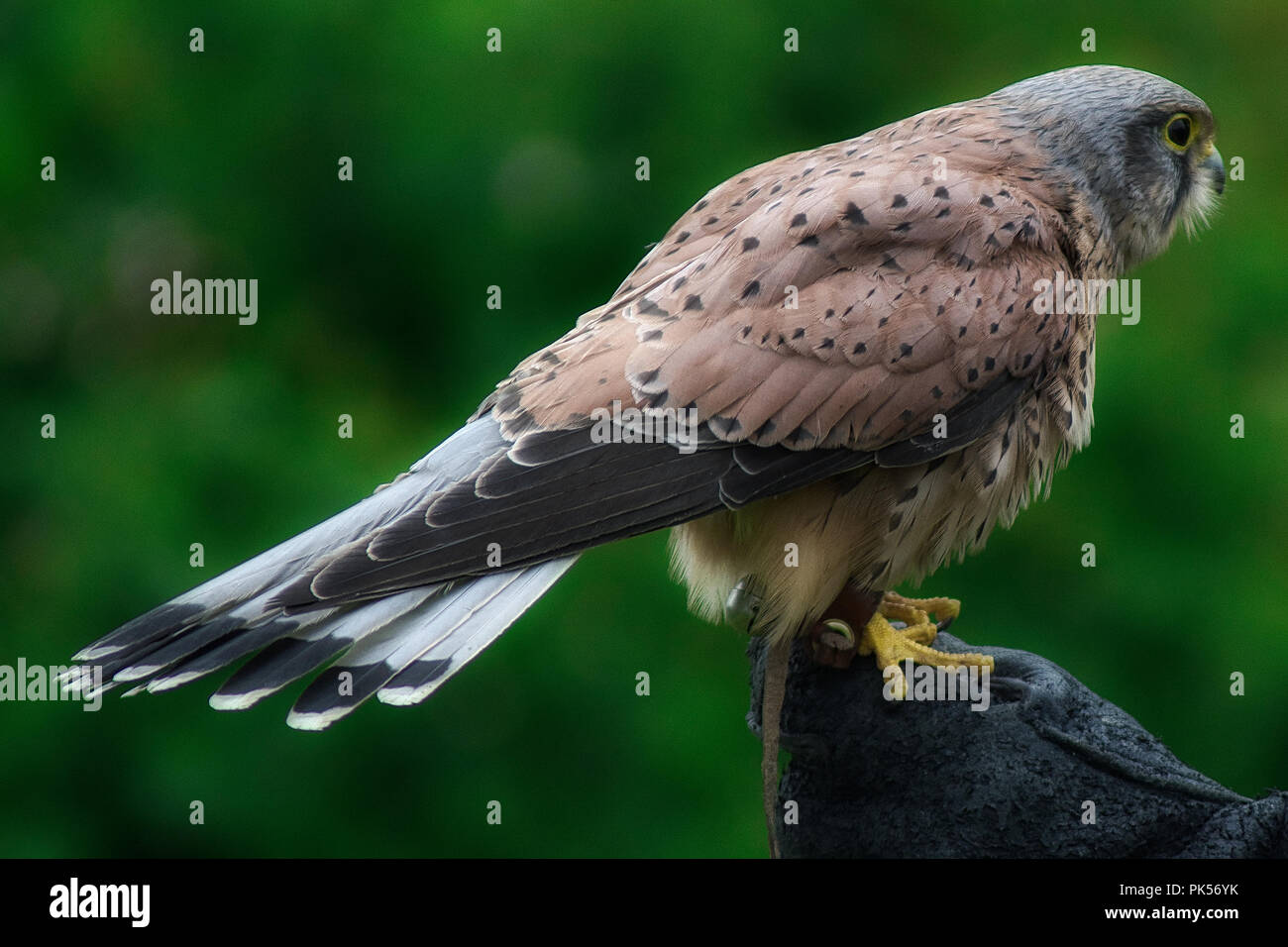 A common Kestrel is displayed at a falconry exhibition Stock Photo - Alamy