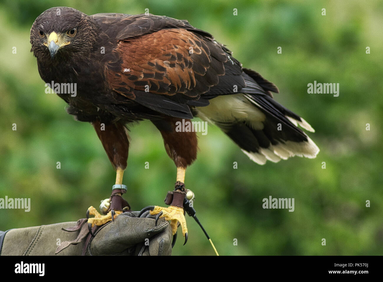 Falconry hi-res stock photography and images - Alamy