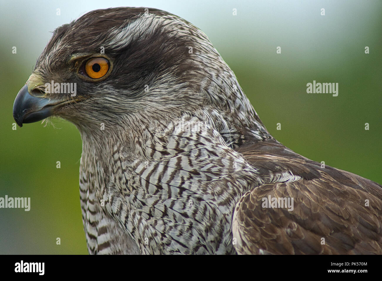 Falconry hawk hi-res stock photography and images - Alamy