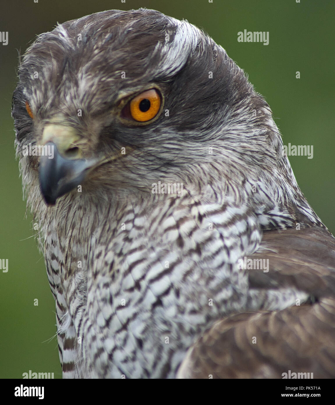 Hawk goshawk hi-res stock photography and images - Alamy