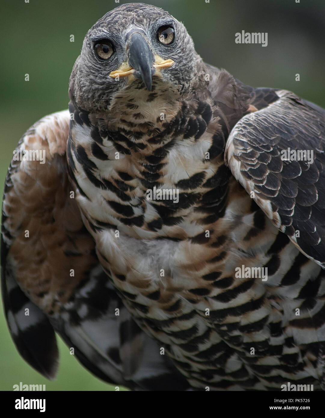African crowned eagle hi-res stock photography and images - Alamy