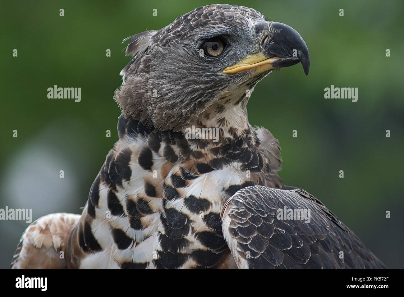 African Crowned Eagle Falconry