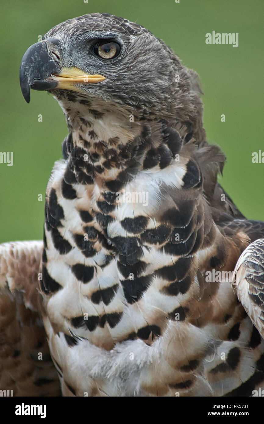A close up shot of a Crowned Hawk Eagle Stock Photo - Alamy