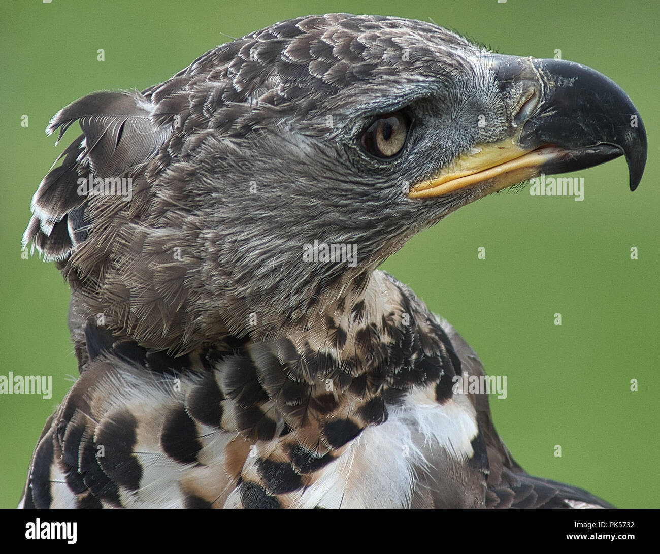African crowned hawk eagle hi-res stock photography and images - Alamy